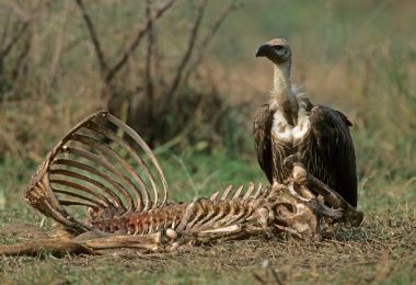 The Role of Scavengers: Carcass Crunching | National Geographic Society