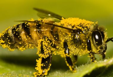 People, Plants, and Pollinators | National Geographic Society