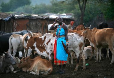The Cattle Economy of the Maasai | National Geographic Society