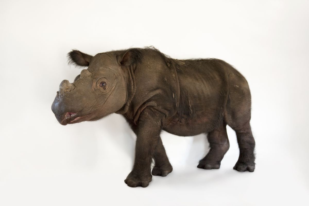 Photo Ark - National Geographic Society