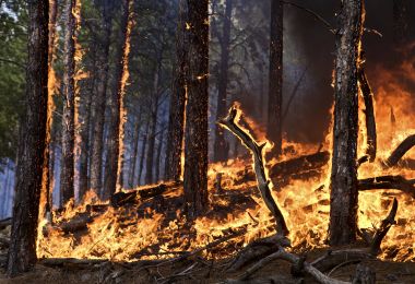 Wildfires: How They Form, and Why They're so Dangerous | National ...