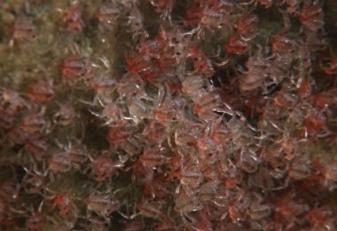 Red Crab Eggs | National Geographic Society