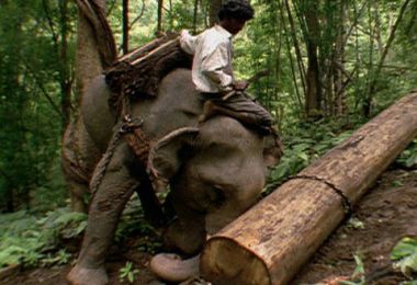 Elephant Power | National Geographic Society