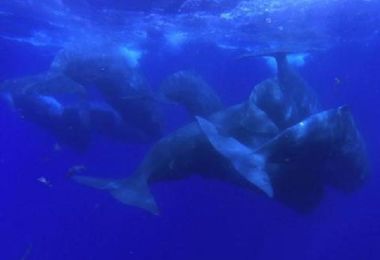 Sperm Whale Migration | National Geographic Society