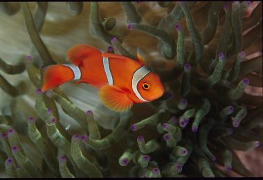 Fish | National Geographic Society