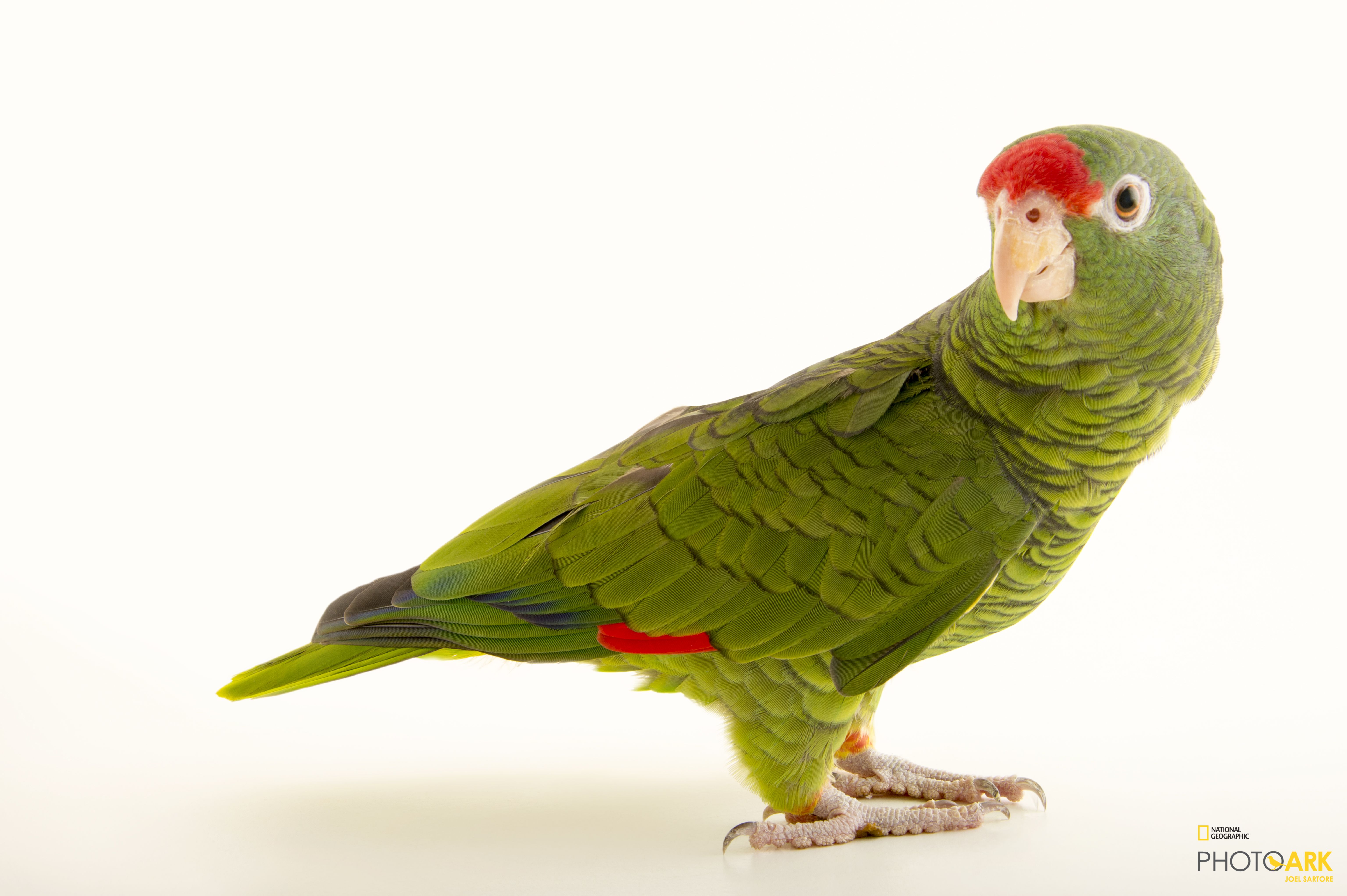 Photo Ark Home Tucuman Amazon | National Geographic Society