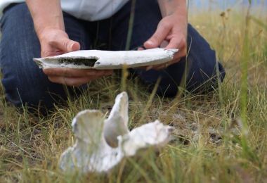 The Circle of Life | National Geographic Society