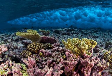Corals | National Geographic Society
