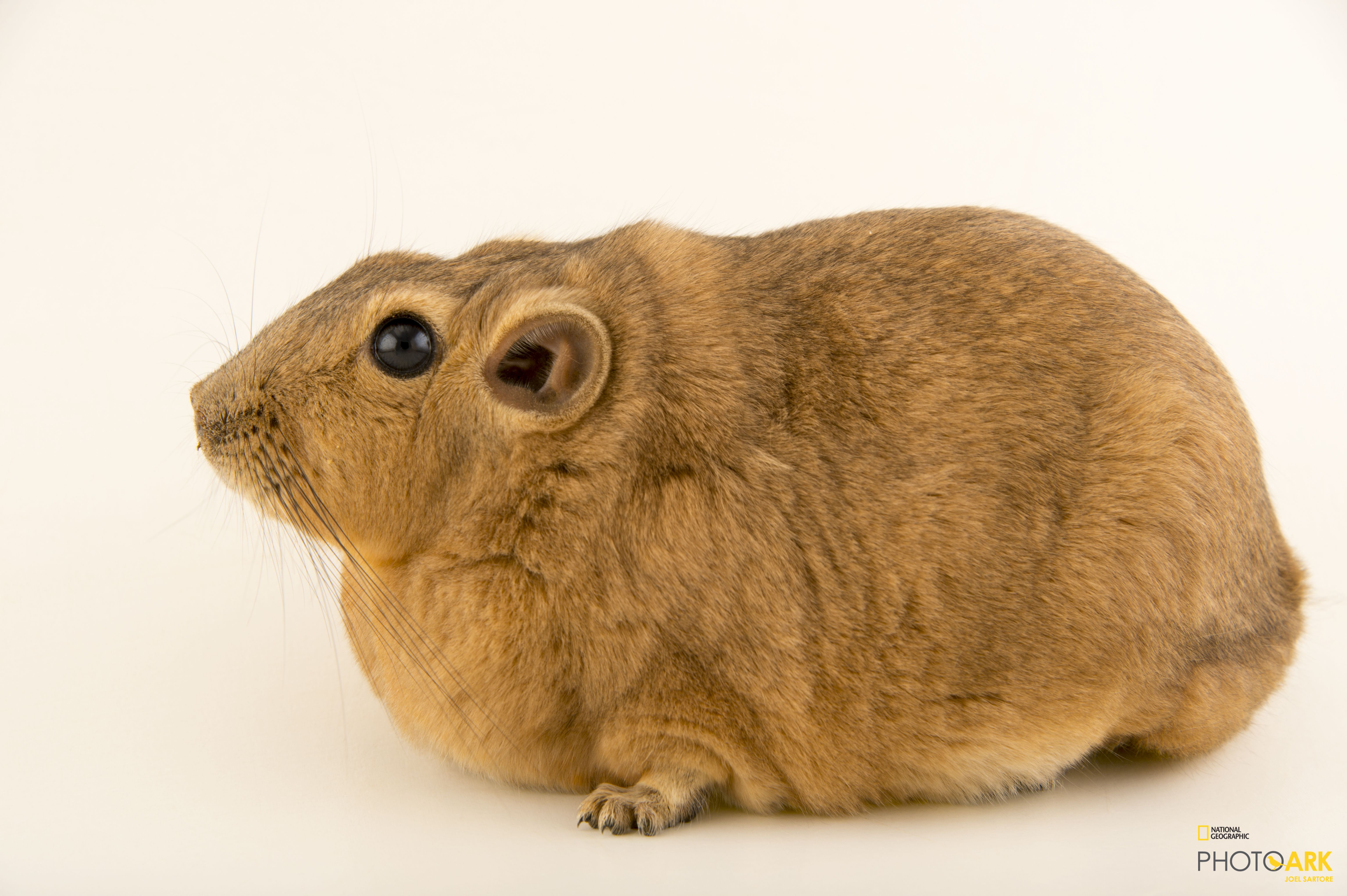 Photo Ark Home Common Gundi | National Geographic Society