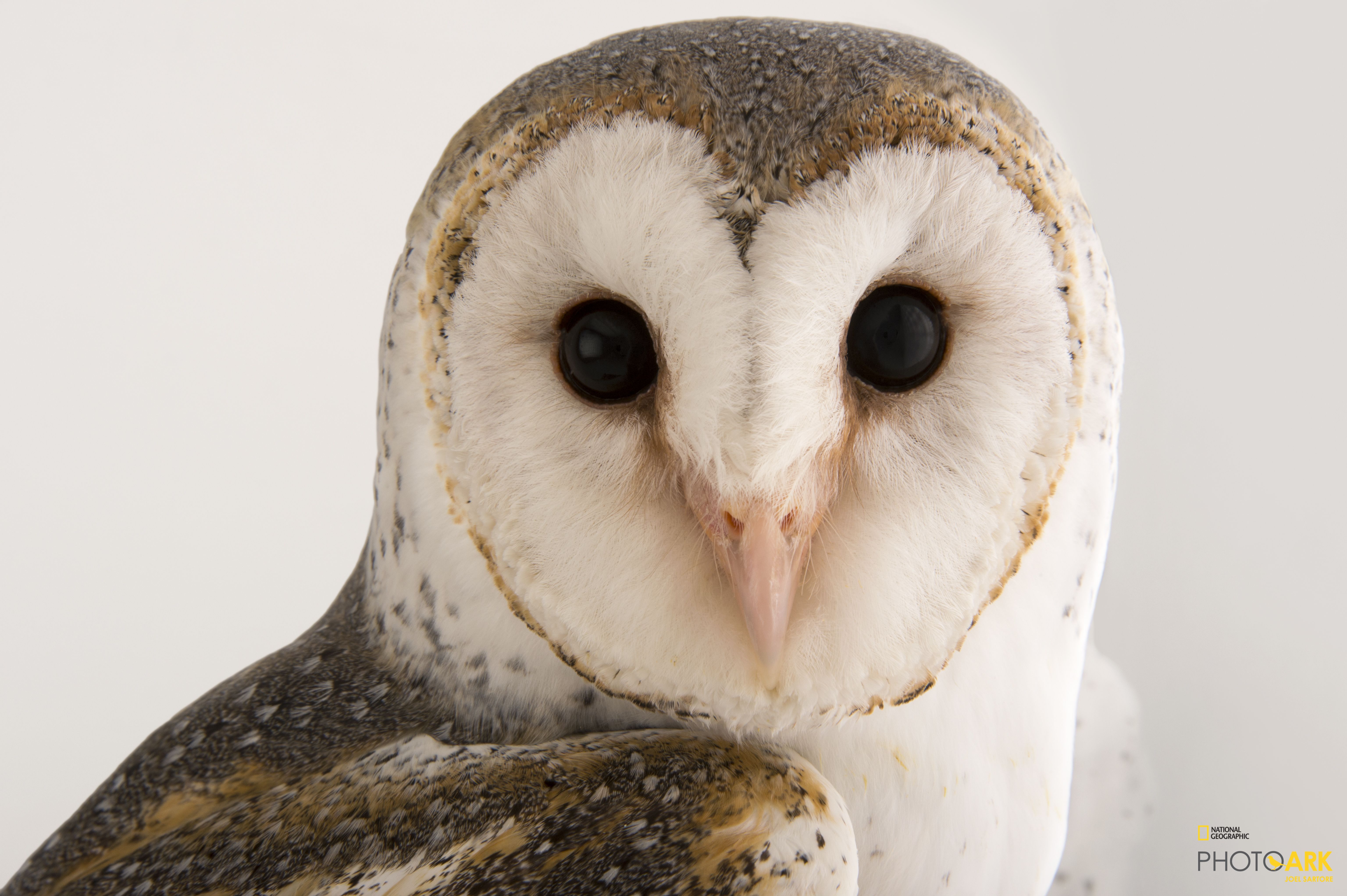 Photo Ark Home Asian Barn Owl | National Geographic Society