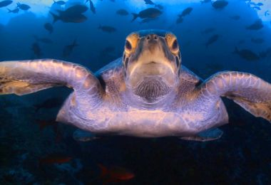 Why the Ocean Matters | National Geographic Society