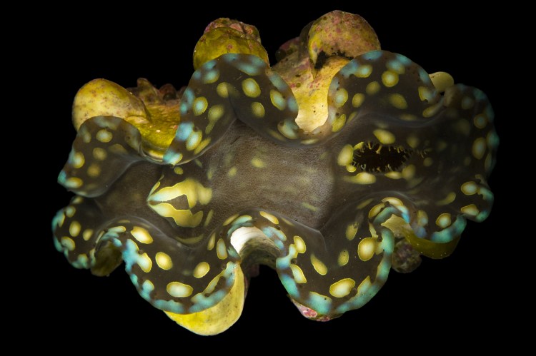 Photo Ark Home Fluted Giant Clam | National Geographic Society
