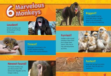 Monkey Facts | National Geographic Society