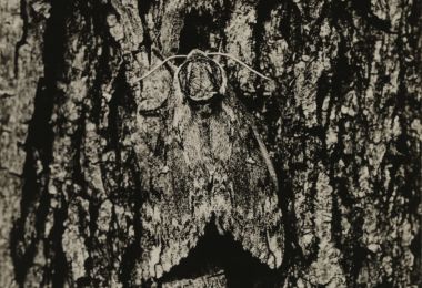 Genetic Variation | National Geographic Society