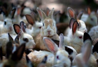 Limiting Factors | National Geographic Society