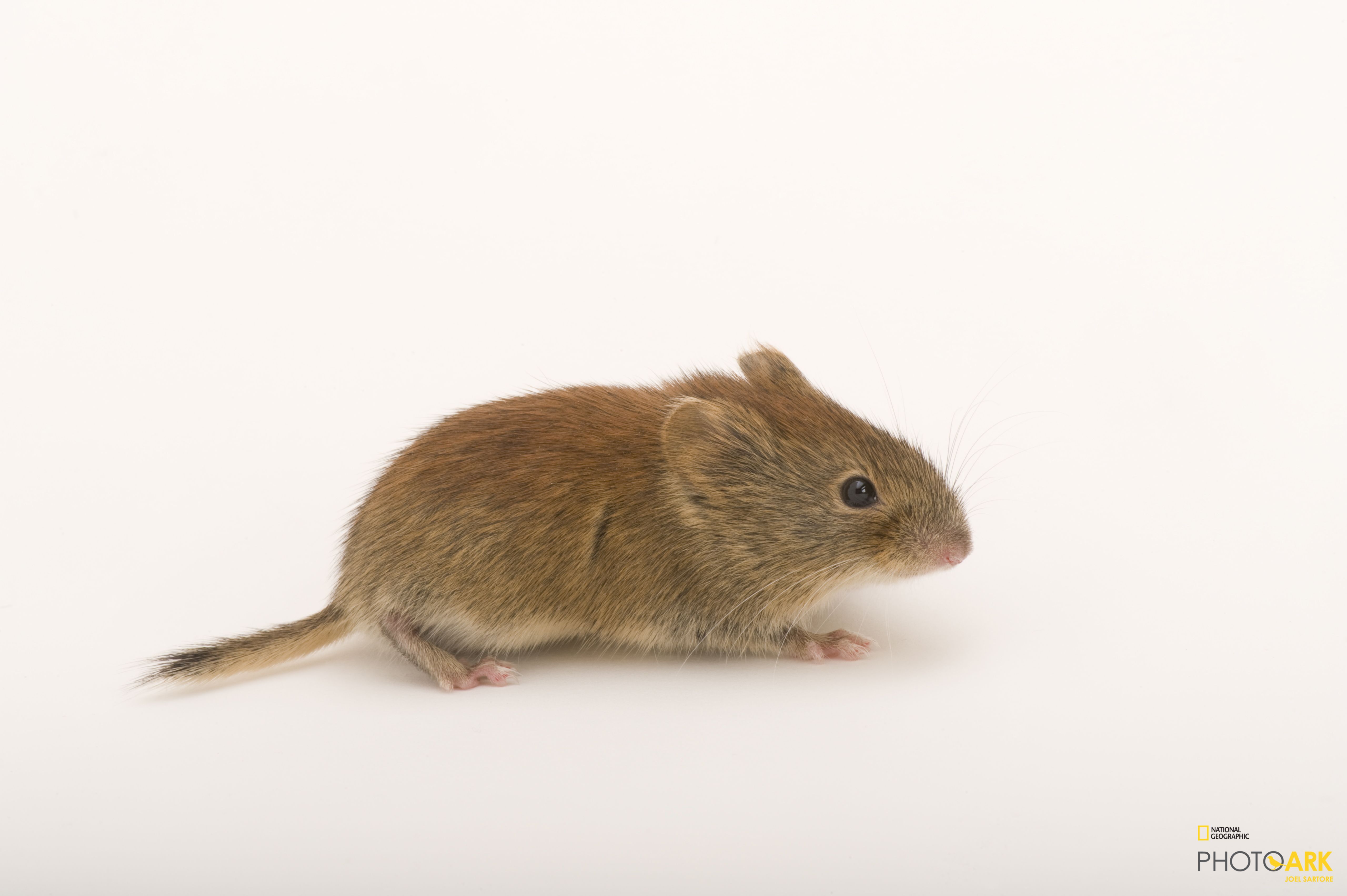 Photo Ark Home Northern Red-Backed Vole | National Geographic Society