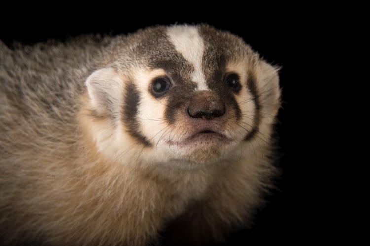 Photo Ark Home North American Badger | National Geographic Society