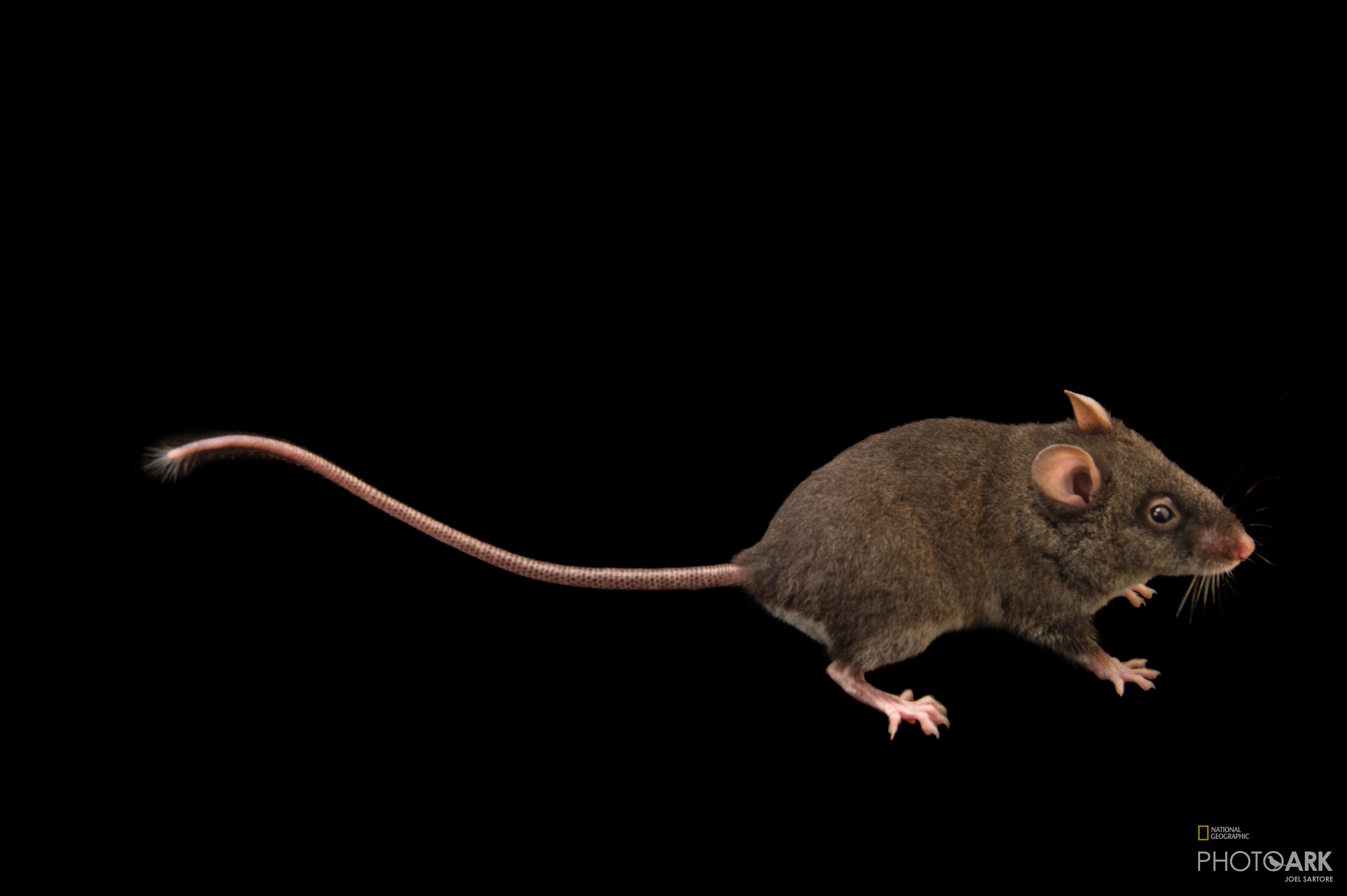 Photo Ark Home Grandidier's Tufted Tailed Rat | National Geographic Society