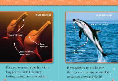 River Dolphins and Ocean Dolphins | National Geographic Society