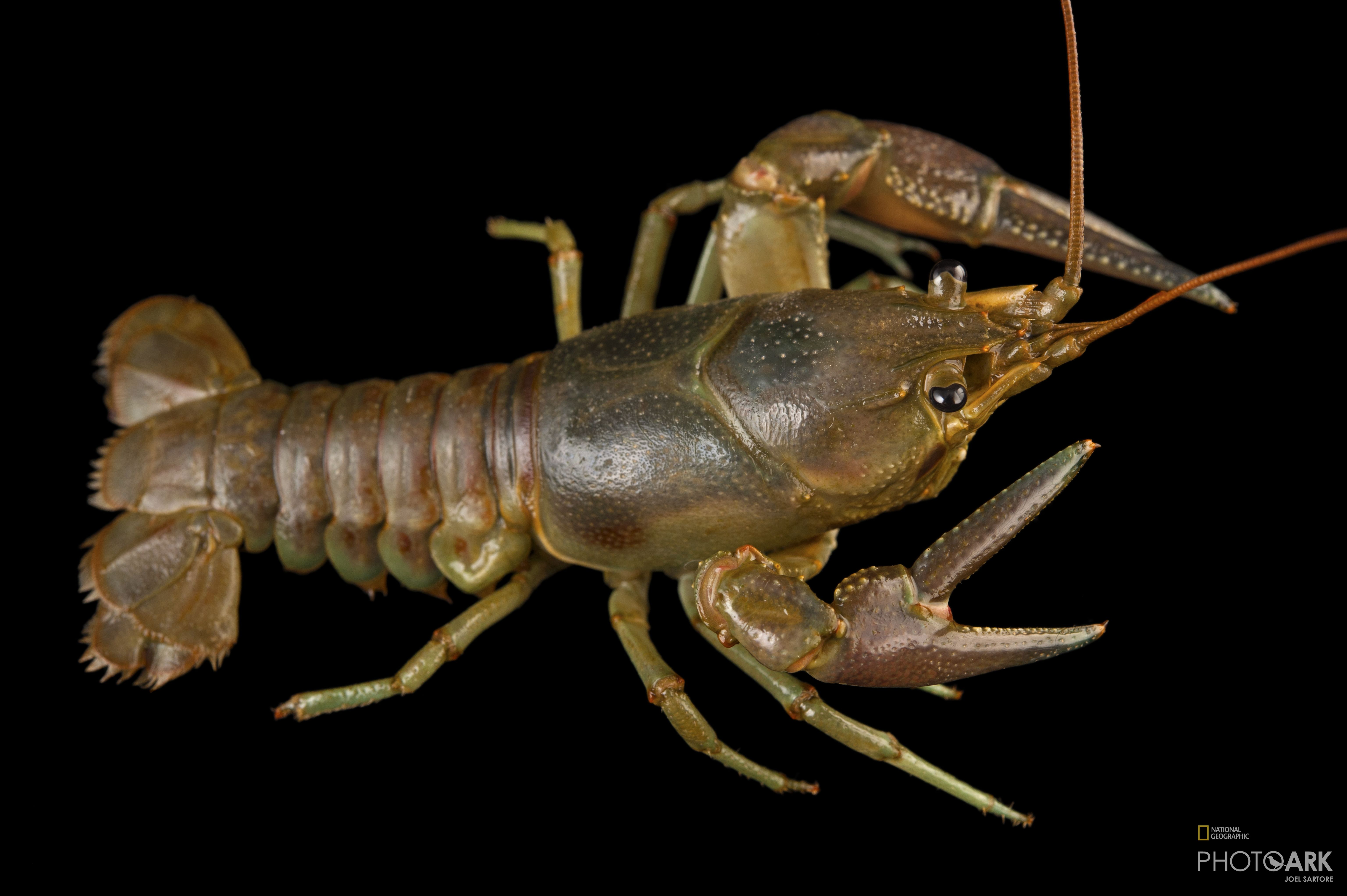 Photo Ark Home Rusty Crayfish | National Geographic Society