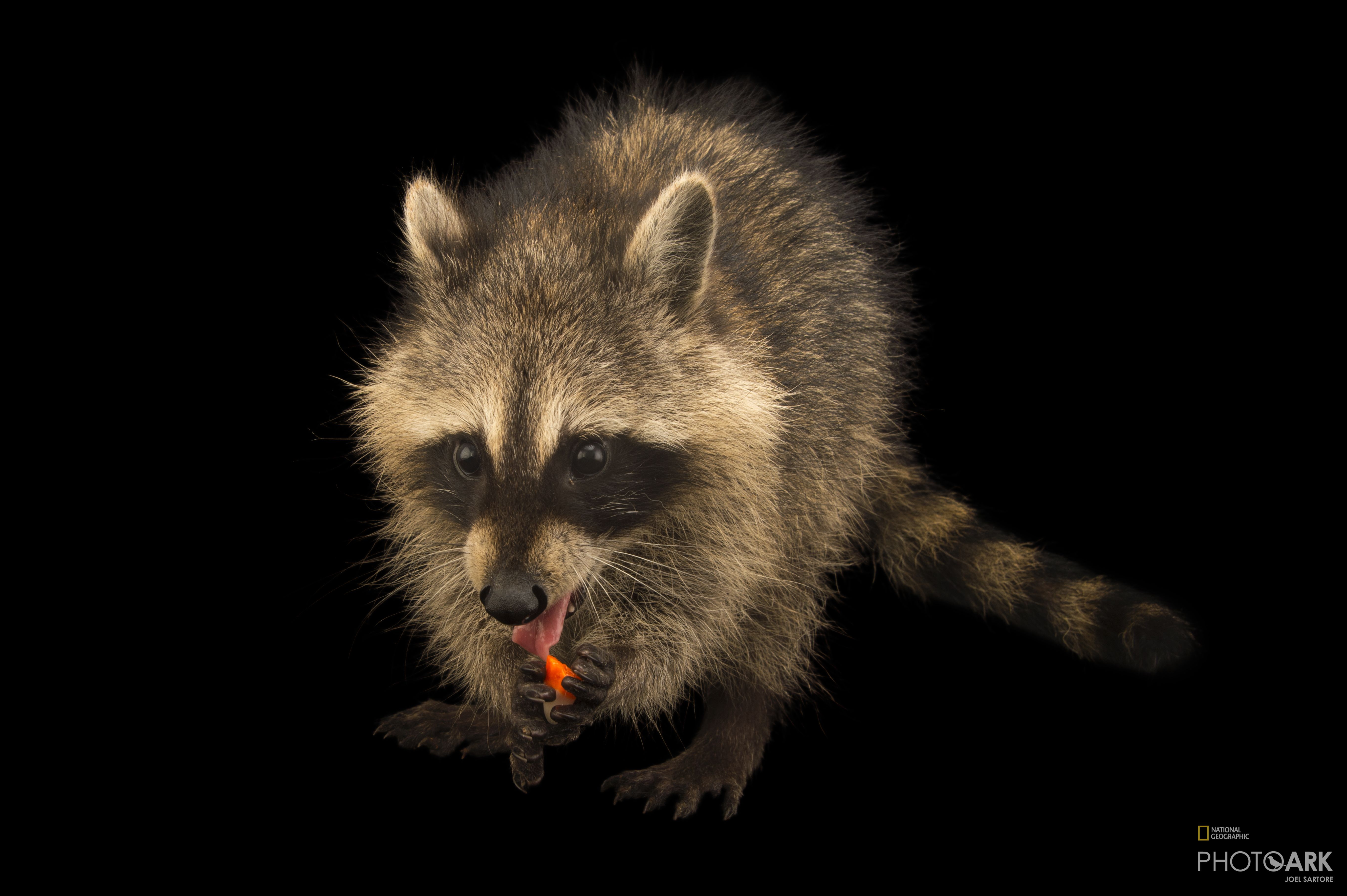Photo Ark Home Portrait Of A Young Orphaned Raccoon | National ...