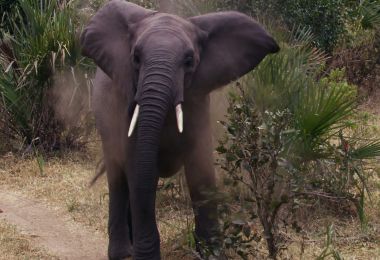 Altered Elephant Behavior | National Geographic Society