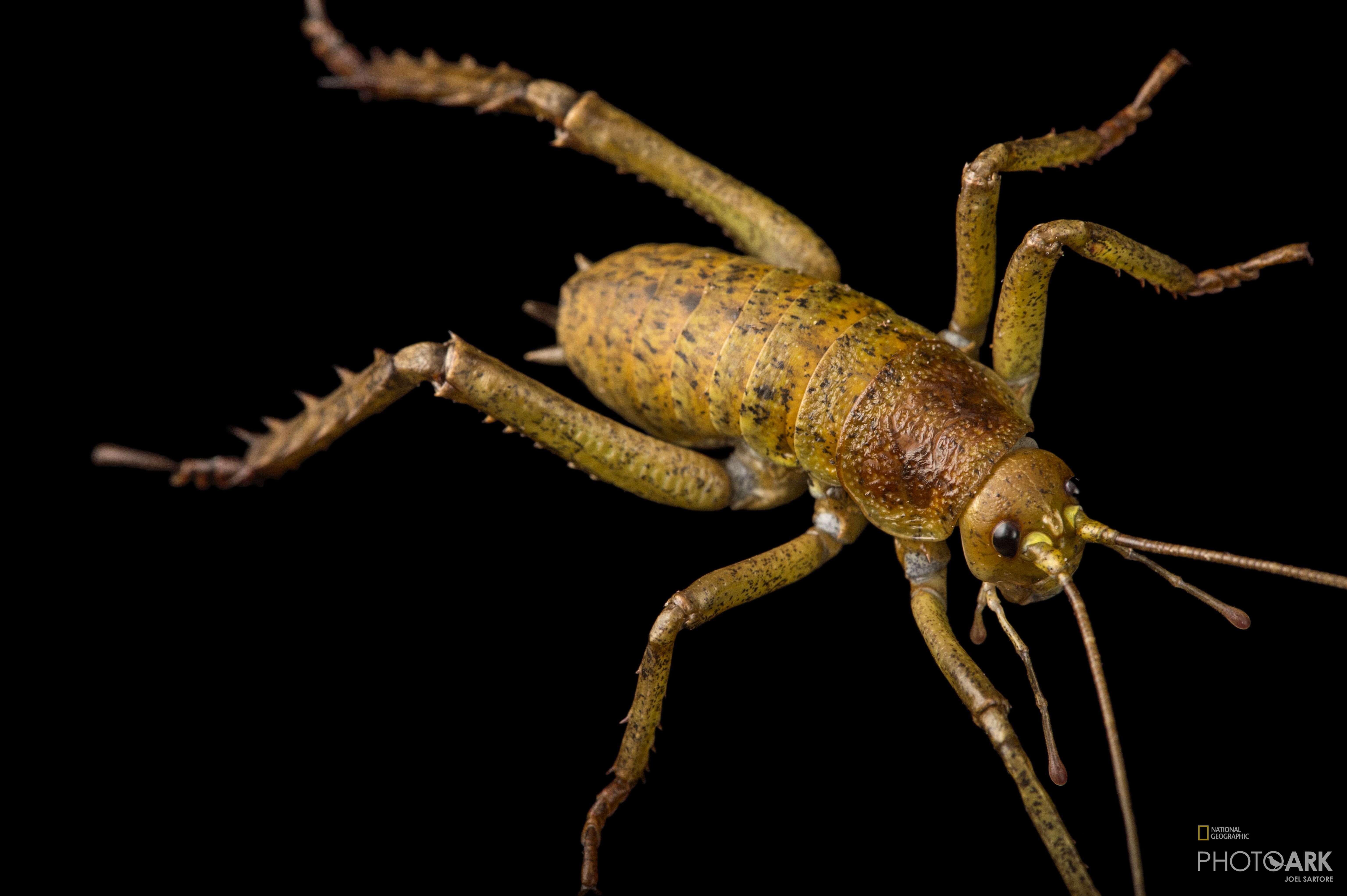 Photo Ark Home Vulnerable Wetapunga | National Geographic Society