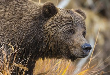 Omnivores | National Geographic Society