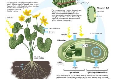 Photosynthesis | National Geographic Society