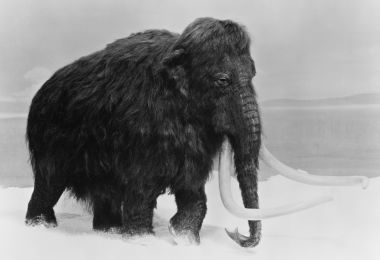 We Could Resurrect the Woolly Mammoth. Here’s How | National Geographic ...