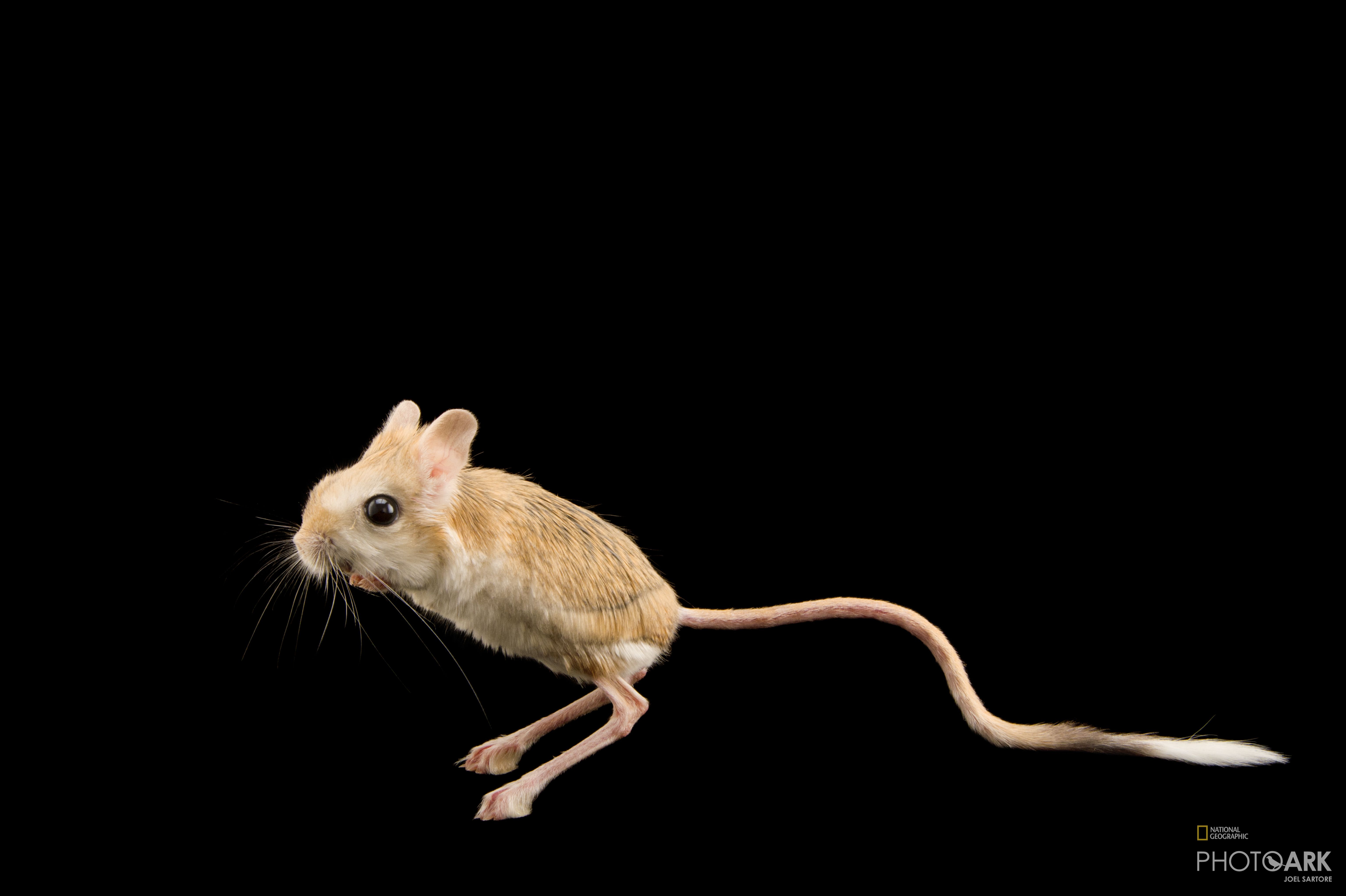 Photo Ark Home Male Lesser Egyptian Jerboa | National Geographic Society