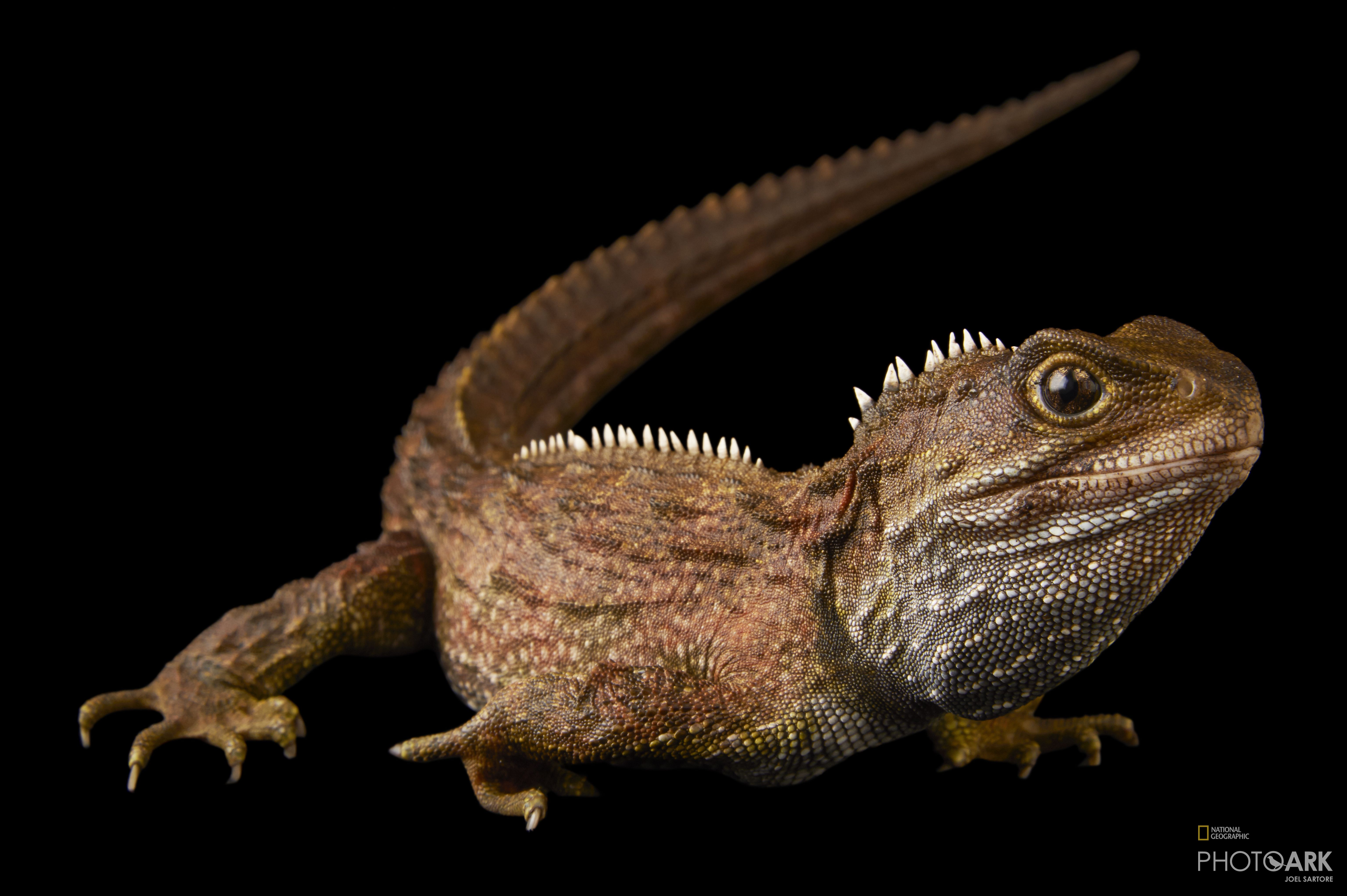 Photo Ark Home Extreme Close Up Of The Head Of A Tuatara (Sphenodon ...