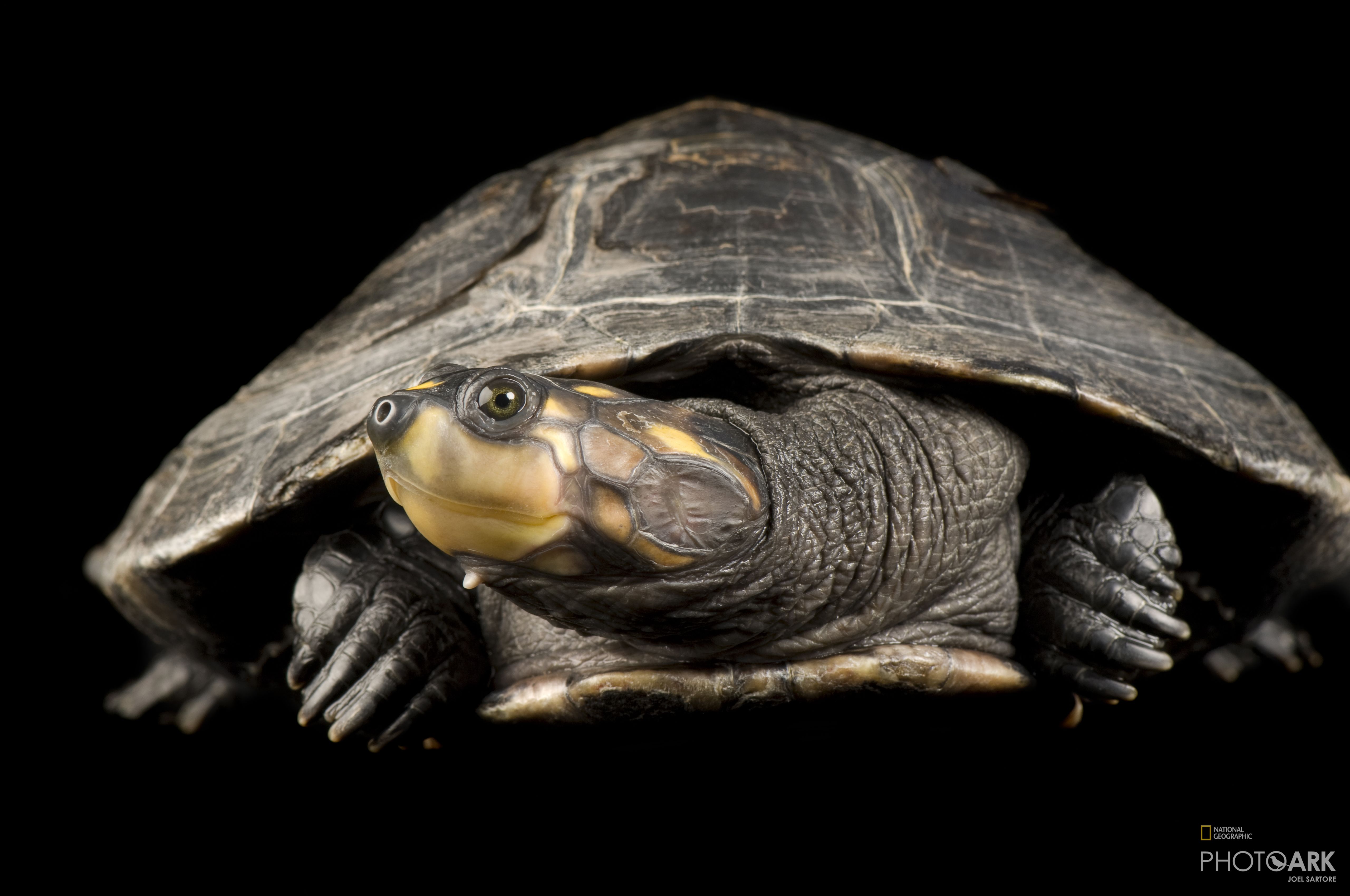 Photo Ark Home Vulnerable Yellow-Spotted Amazon River Turtle | National ...