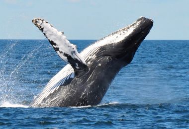 Incredible Journey | National Geographic Society