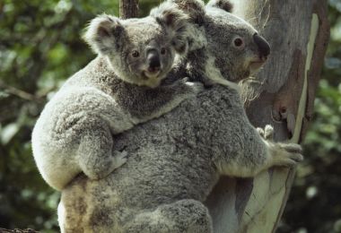 Adaptation and Survival | National Geographic Society