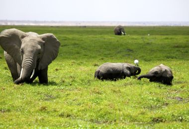 Partners in Elephant Conservation | National Geographic Society