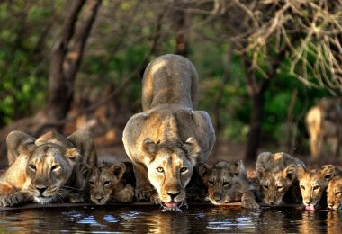 Big Cats | National Geographic Society