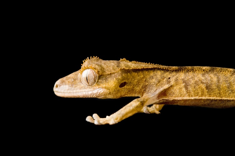 Photo Ark Home Crested Gecko | National Geographic Society