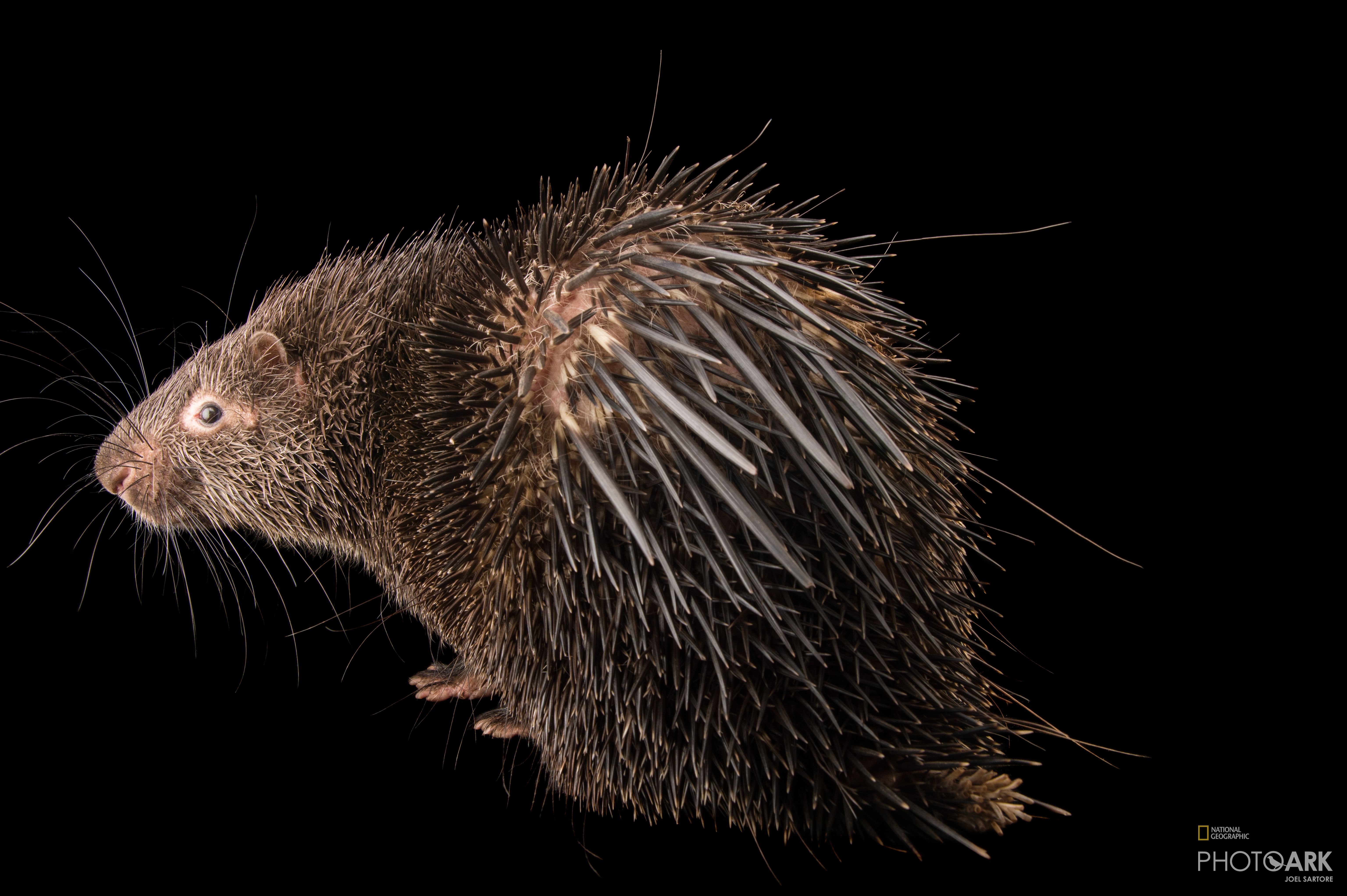 Photo Ark Home Vulnerable Philippine Porcupine | National Geographic ...