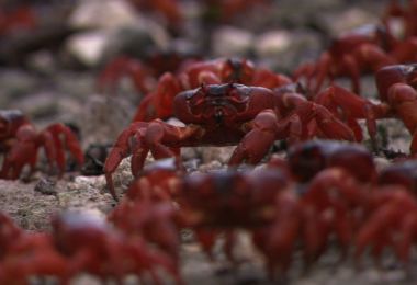 Red Crab Migration | National Geographic Society