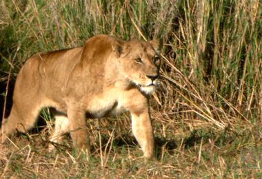 Swamp Lion Defeated by Swamp | National Geographic Society