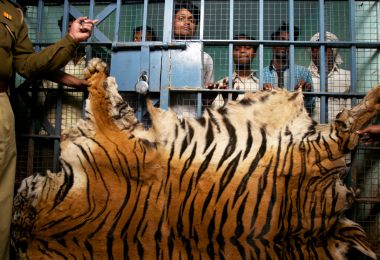 Poaching | National Geographic Society