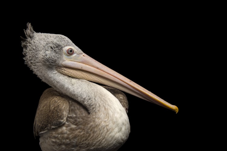 Photo Ark Home Spot Billed Pelican | National Geographic Society
