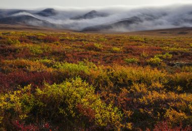 Tundra Biome | National Geographic Society