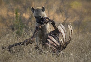 Scavenger | National Geographic Society