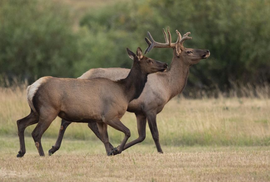 Animal Migration | National Geographic Society