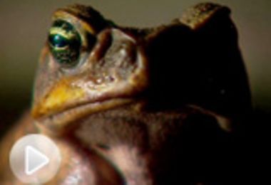 Cane Toads | National Geographic Society