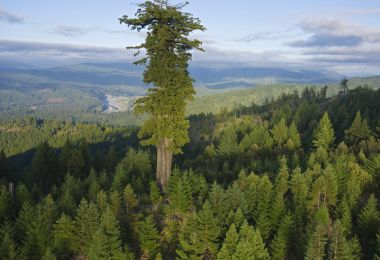 Tall Trees | National Geographic Society