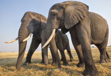 Evolution | National Geographic Society