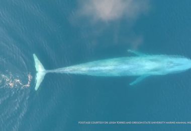 Animals 101: Blue Whales | National Geographic Society
